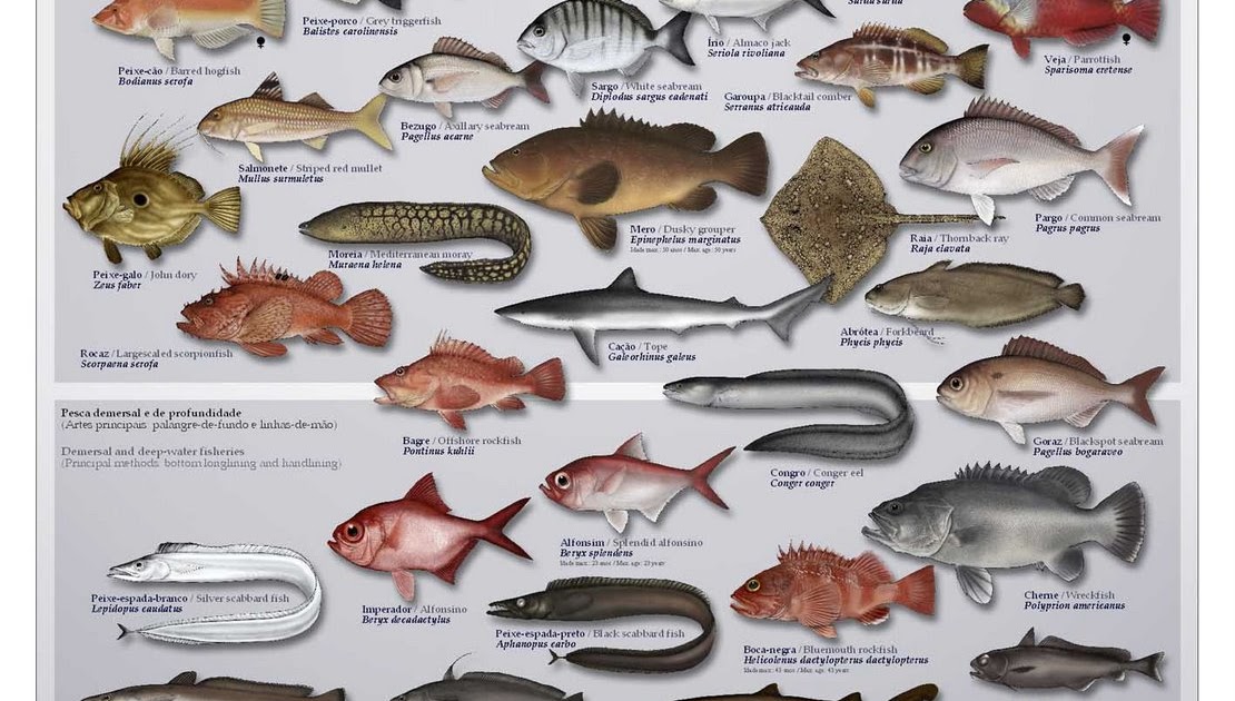 Pesca Mariense | Amigos da Pesca: Peixes Dos Açores